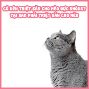 Tổng Hợp 100+ Ảnh AI mèo ngầu cool cực chất